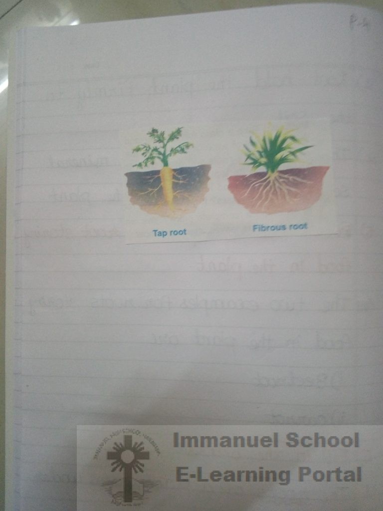 4th standard E.V.S (science) Lesson – 04 Roots- support of the plant ...